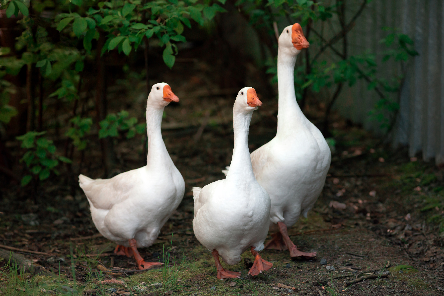 Feeding and Keeping Pet Geese - Backyard Poultry